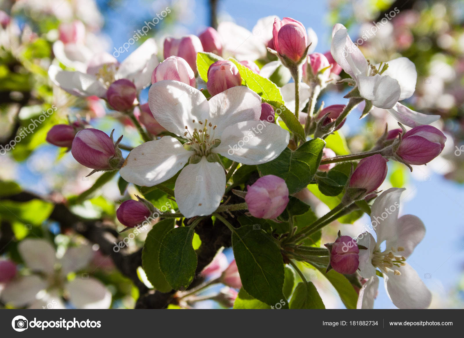 Blooming apple tree — Stock Photo © bartoshd #181882734