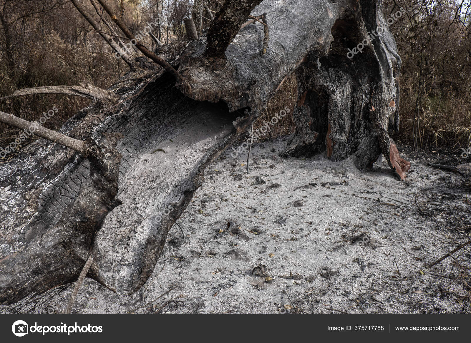 Burnt Out Tree Ash Remnants Forest Fire — Stock Photo © bartoshd #375717788