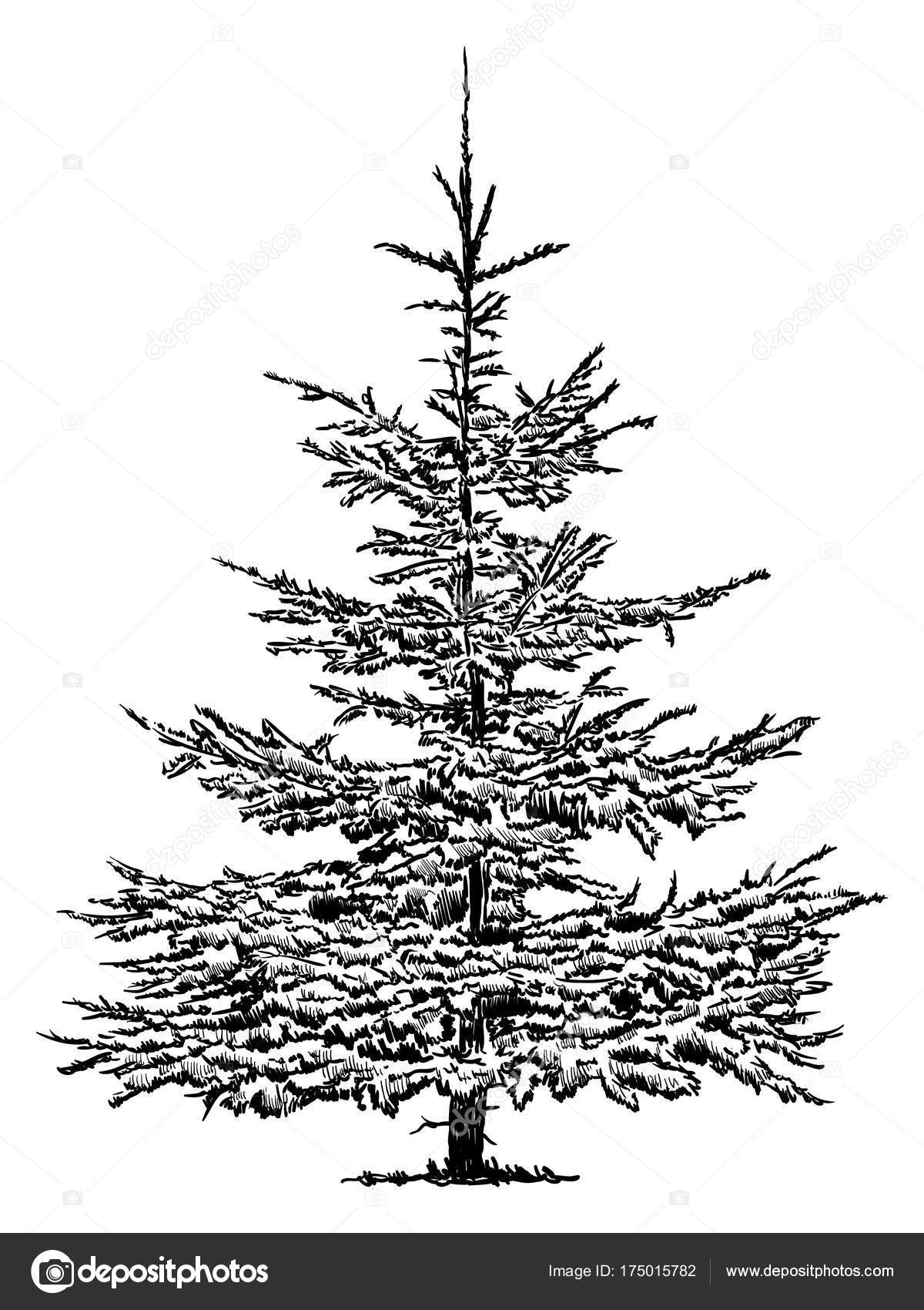 Spruce tree isolated Stock Vector by ©pavelmidi 175015782