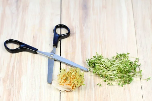 Garden cress is cut with scissors. Fresh cress growing from cotton pad ...