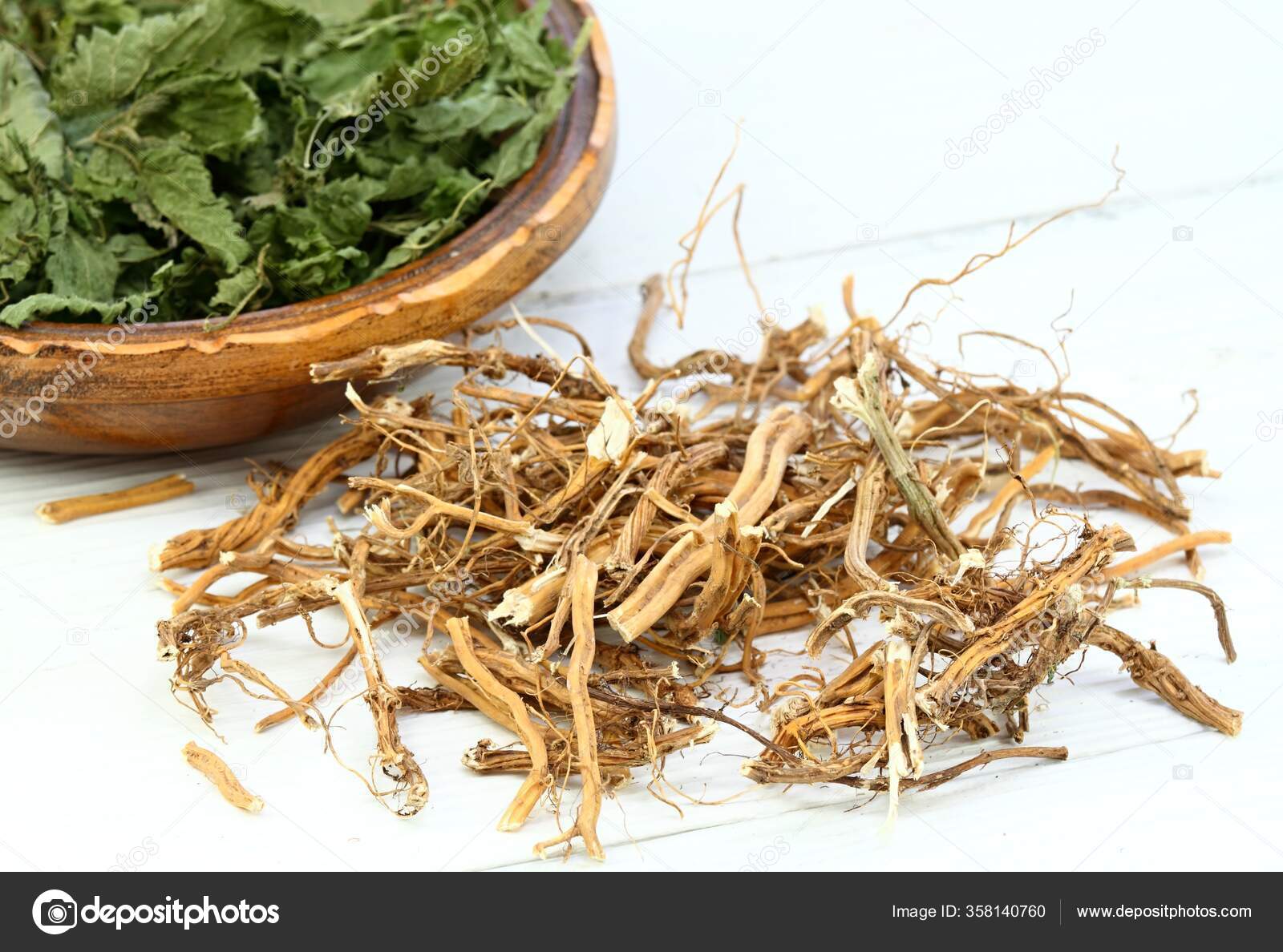 Dried Nettle Roots Leaves Urtica Diocica White Table Nettle Roots Stock ...