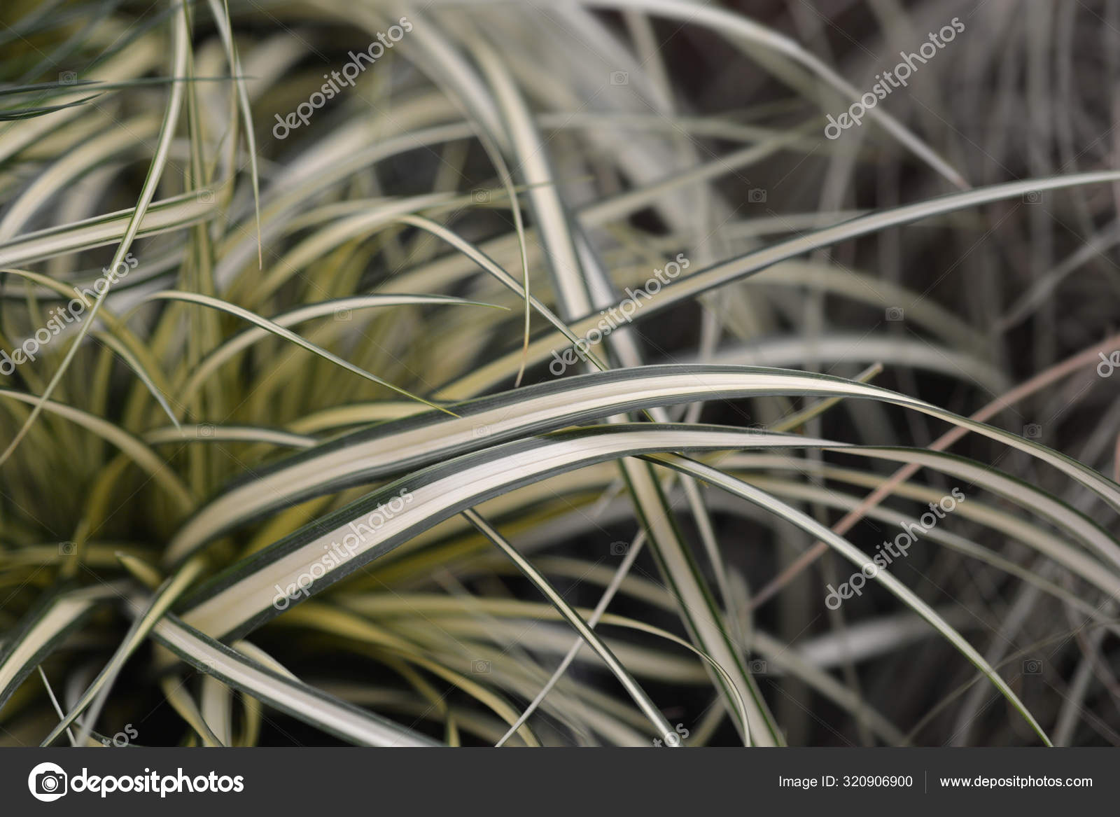 Variegated Japanese Sedge Evergold — Stock Photo © nahhan #320906900