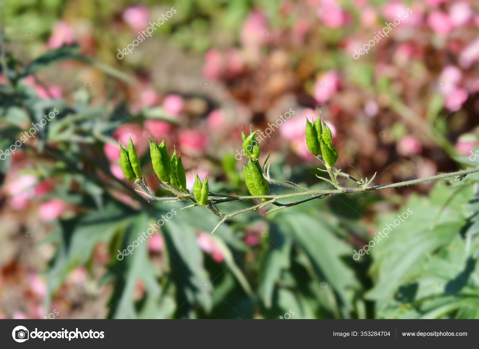 Alpine Delphinium Pacific Giant Seed Pods Latin Name Delphinium Elatum ...