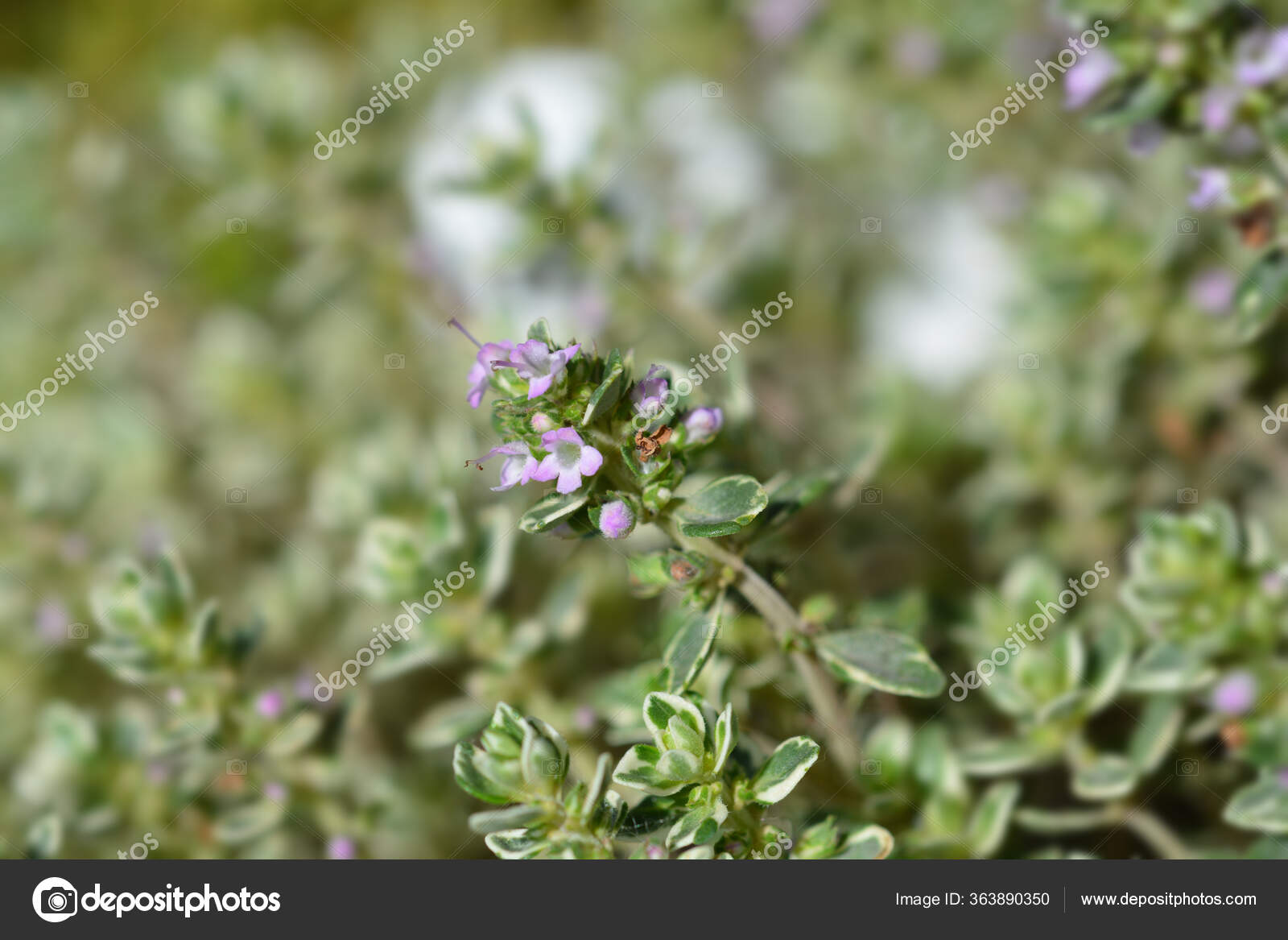 Lemon Thyme Flower