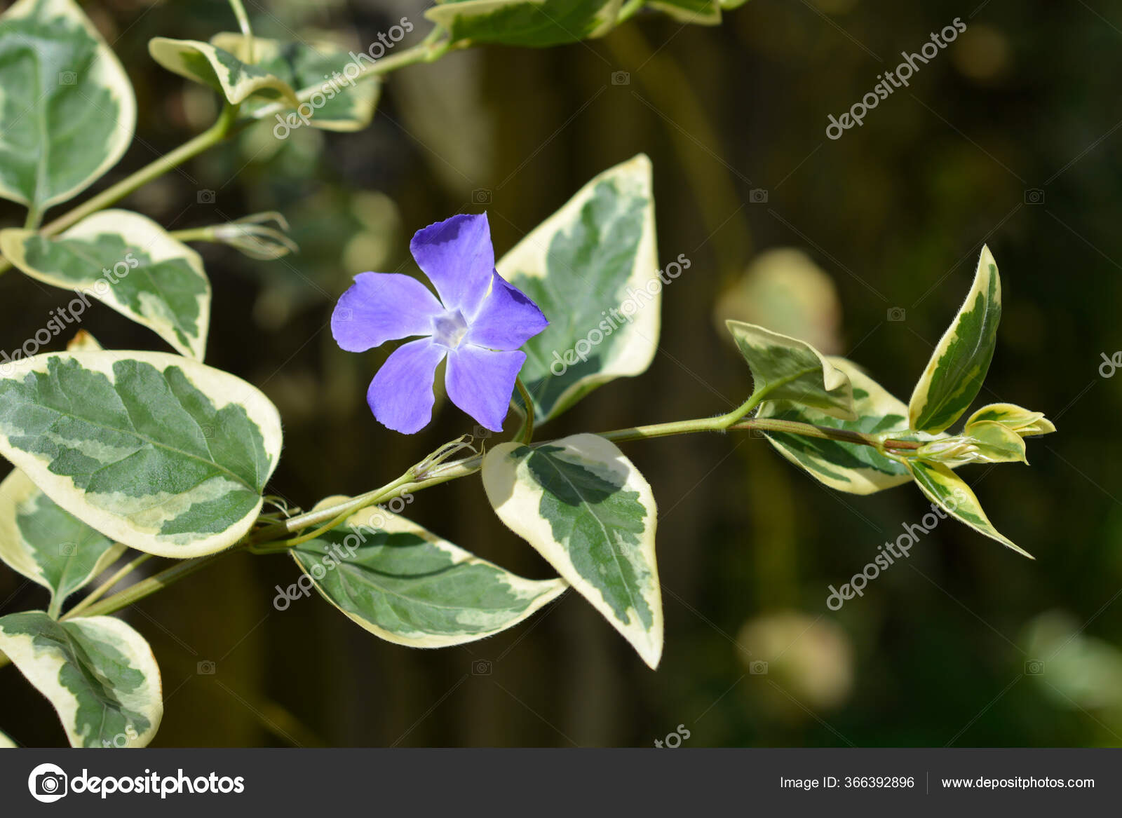Vinca Minor Variegata