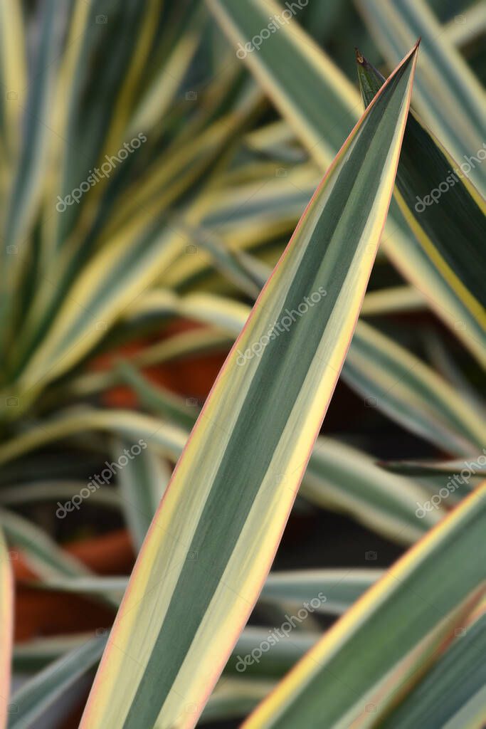 Hojas variegadas de daga española - Nombre latino - Yucca gloriosa ...