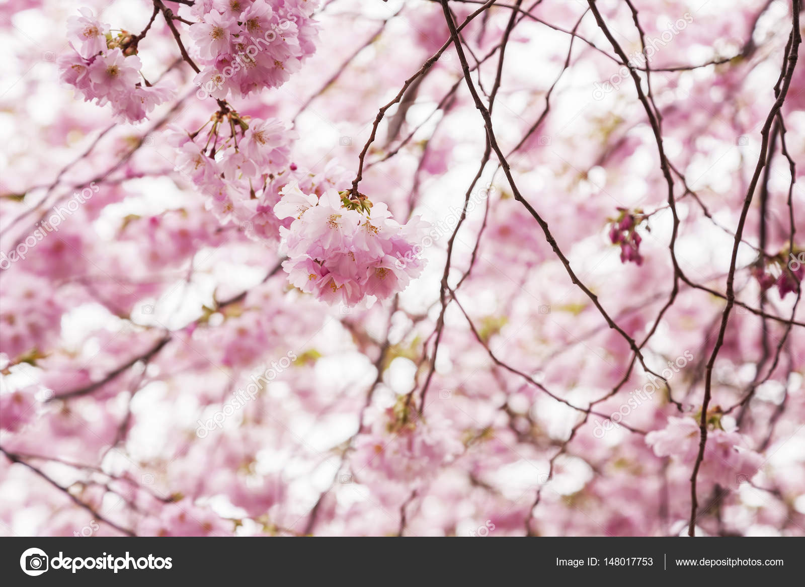Pink cherry blossom tree Stock Photo by ©feferoni 148017753