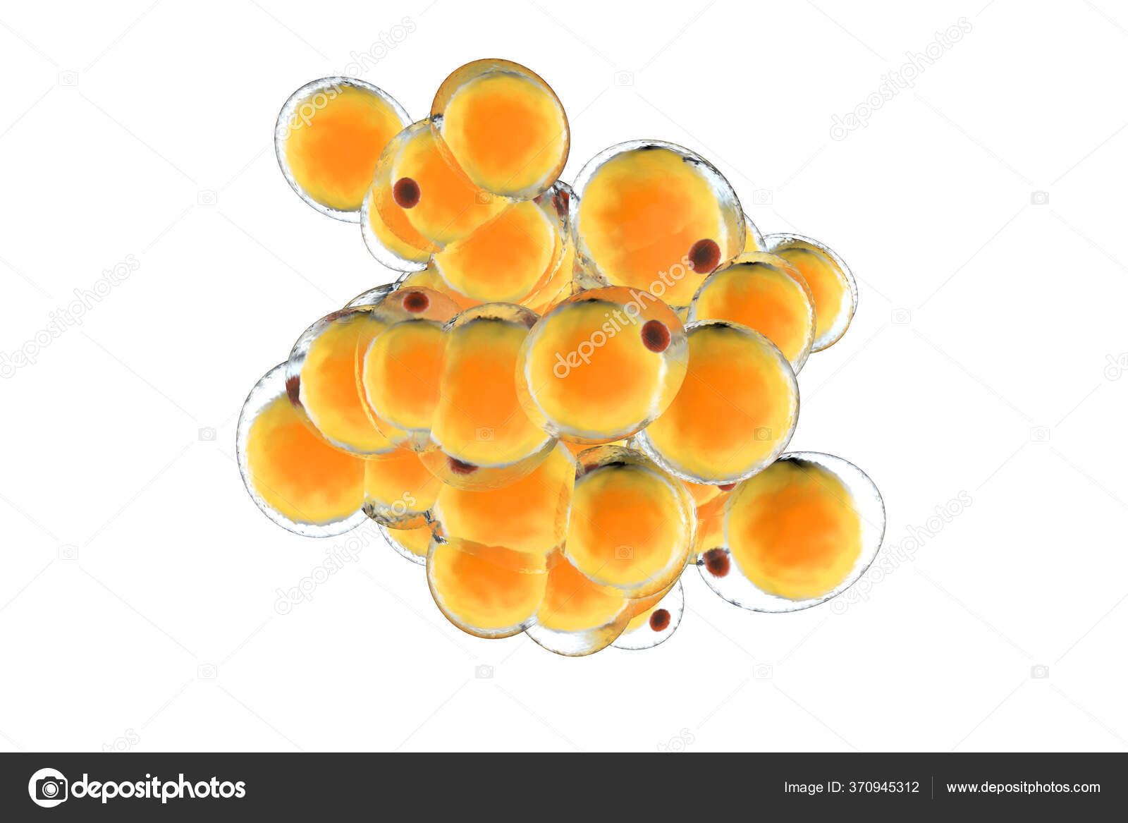 A cluster of Fat cells isolated on white — Stock Photo © Spectral ...