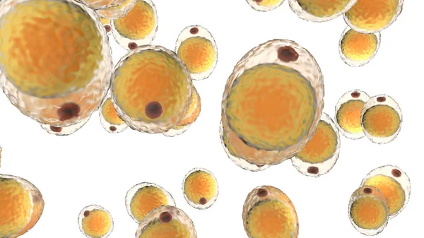 Fat cell Stock Photos, Royalty Free Fat cell Images | Depositphotos