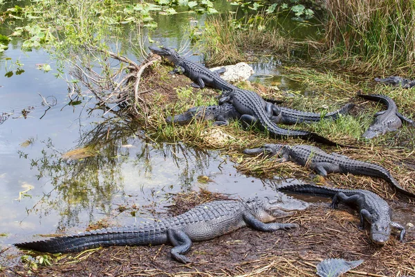 Group of American Alligators — Stock Photo © rudyumans #6309721