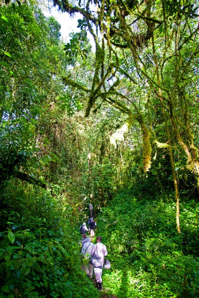 Congo rainforest Stock Photos, Royalty Free Congo rainforest Images ...