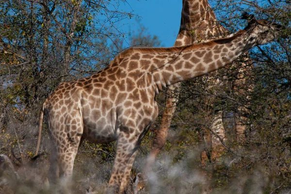 South african giraffe Stock Photos, Royalty Free South african giraffe ...