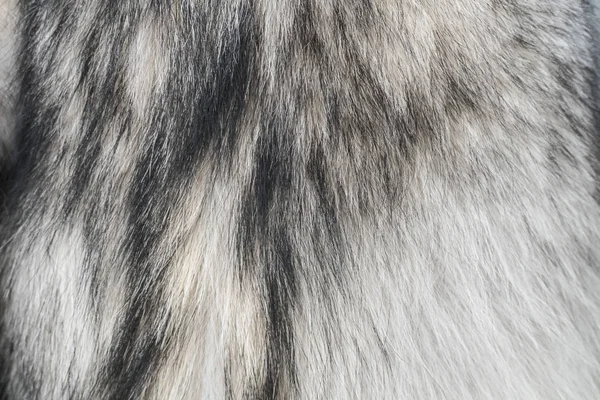 Wolf fur texture of the gray wolf skin ⬇ Stock Photo, Image by © xload ...