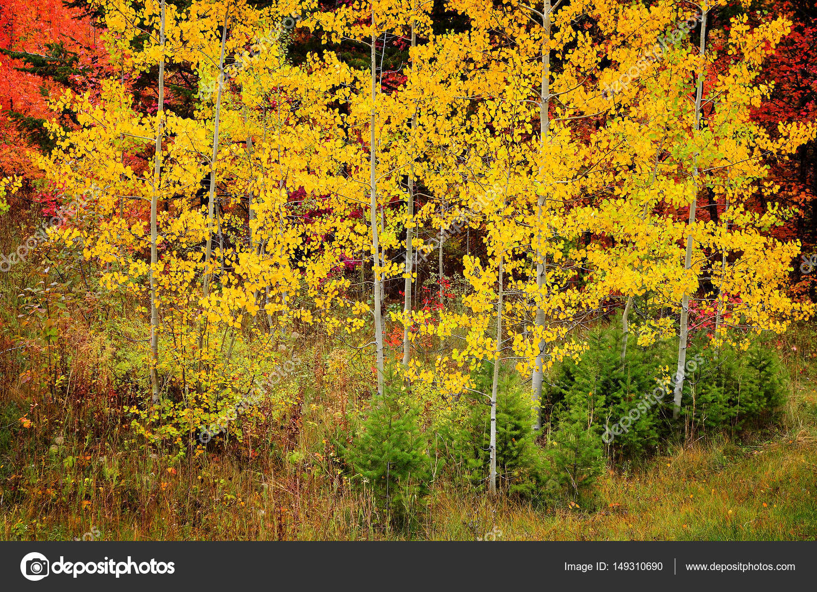 Fall Birch Trees with Golden Leaves Stock Photo by ©eric1513 149310690