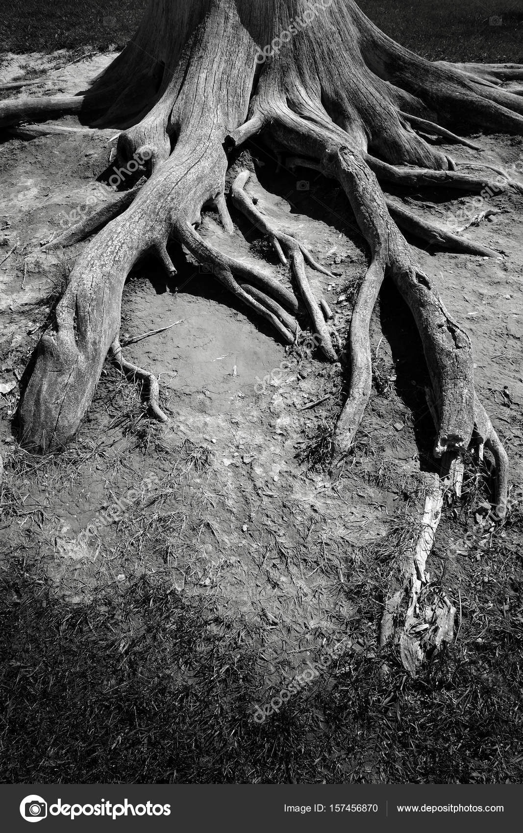 Roots from Ancient Old Tree Exposed to Open Air — Stock Photo ...