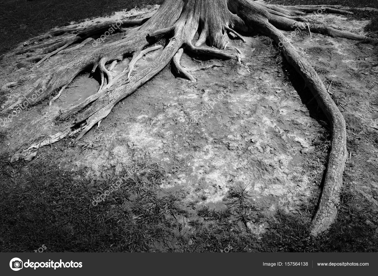 Roots from Ancient Old Tree Exposed to Open Air Stock Photo by ...