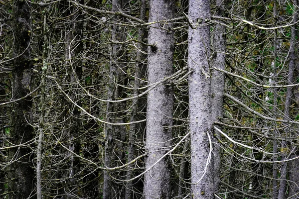 Spruce tree limbs Stock Photos, Royalty Free Spruce tree limbs Images ...