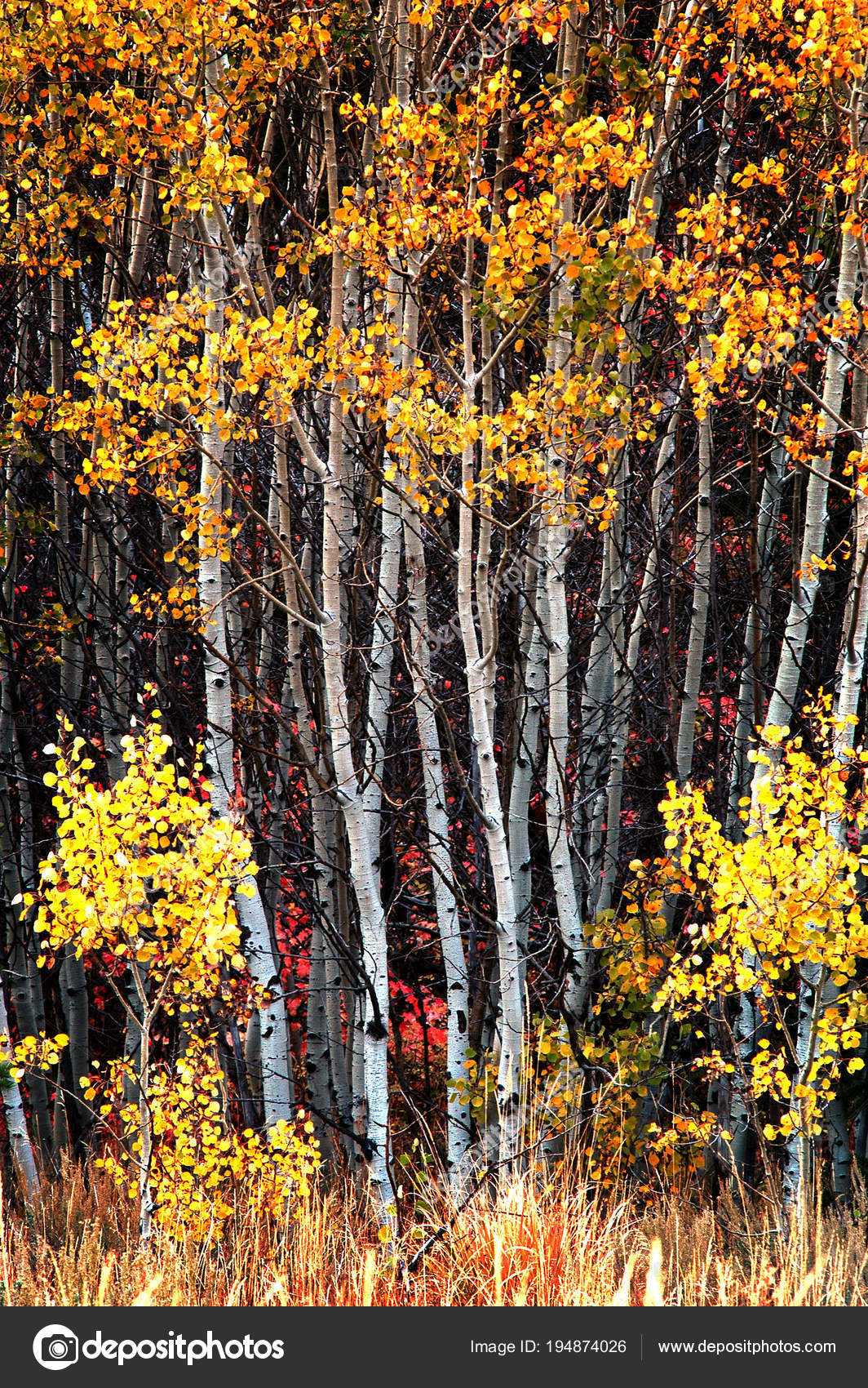 Birch Tree Leaves In Fall