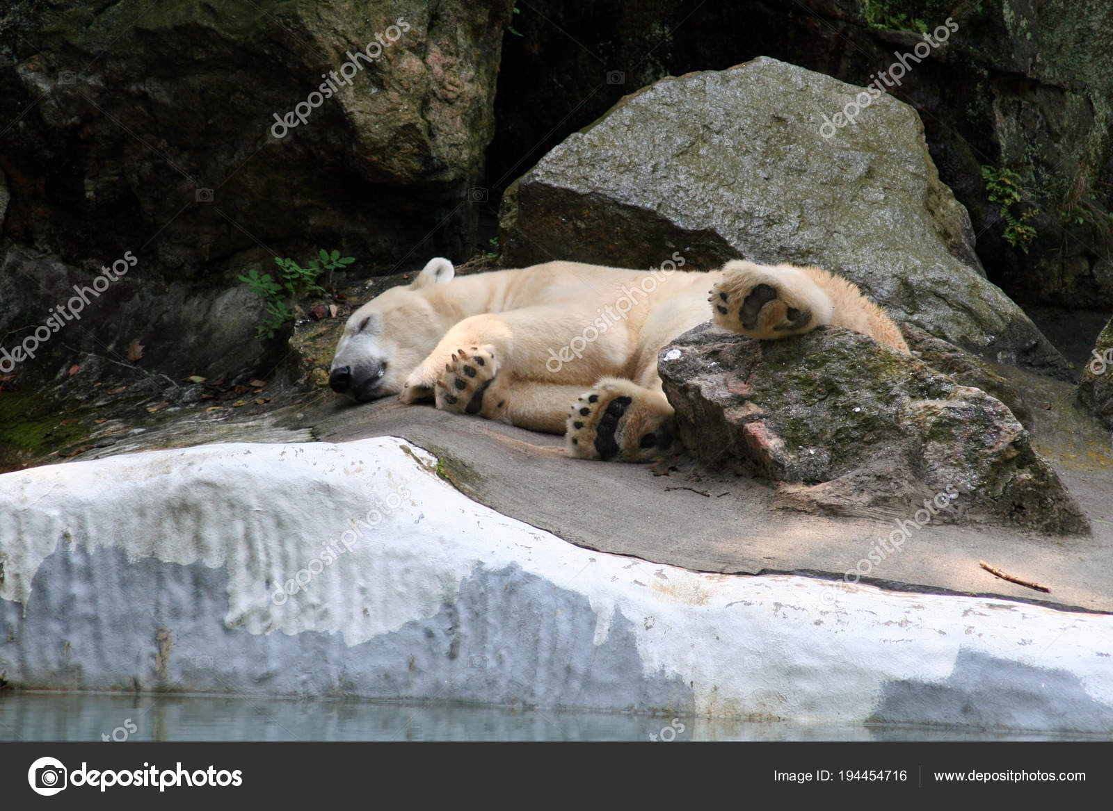 Sleeping Bear In Cave