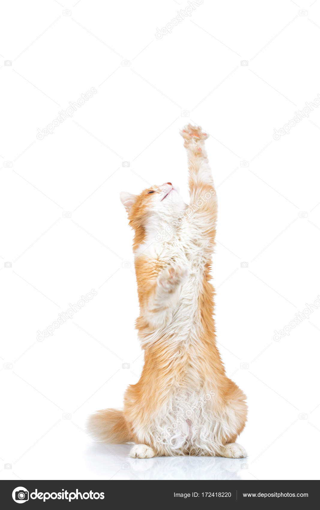 Orange cat reaching up to something Stock Photo by ©feedough 172418220