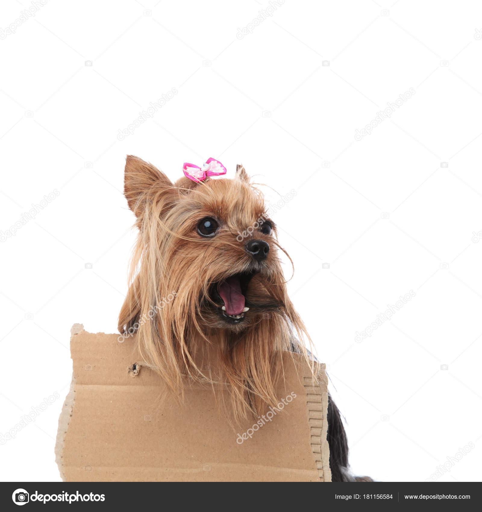 Homeless yorkshire terrier screaming for help while wearing a si ...