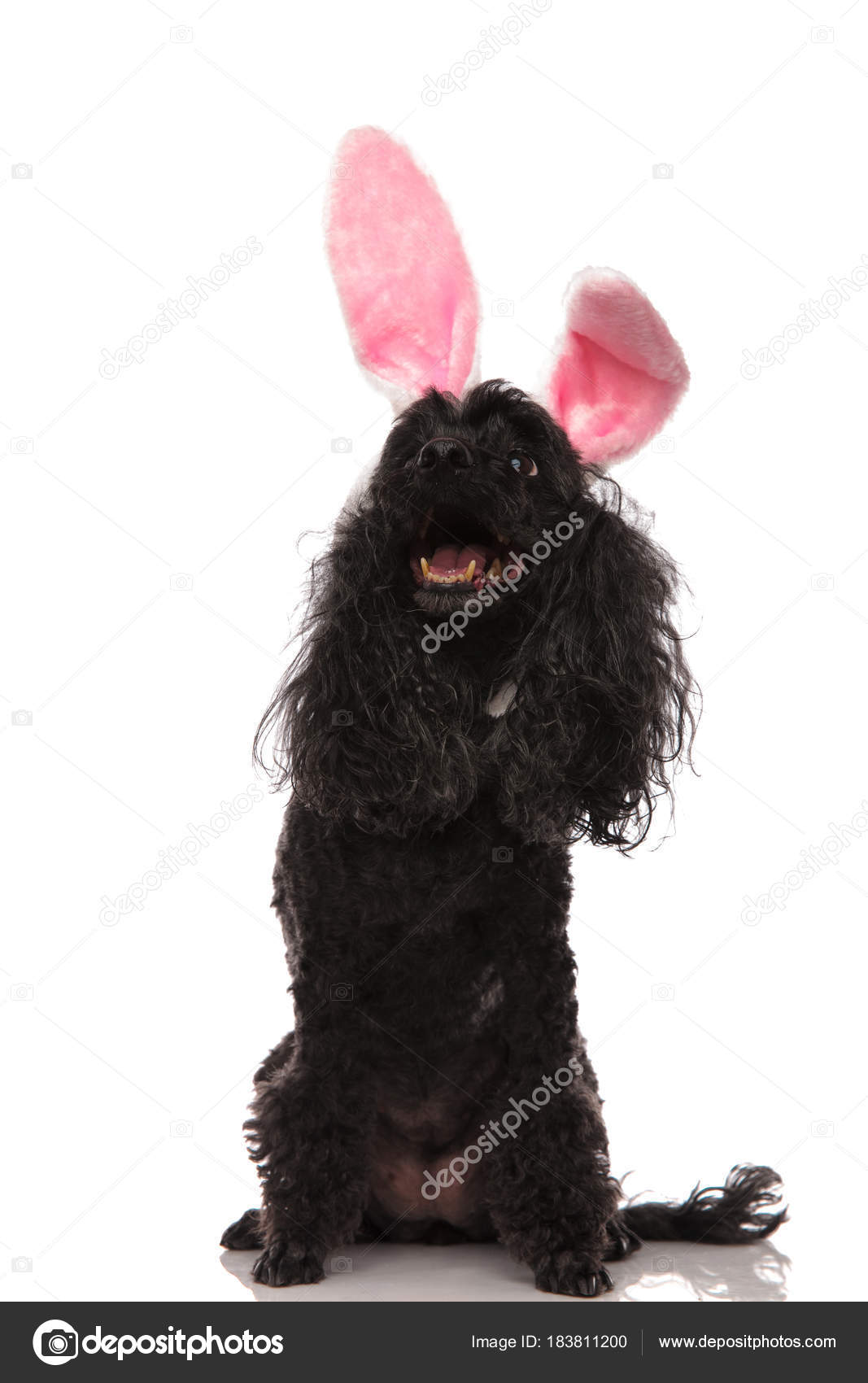 Images: poodle easter | Happy poodle wearing easter bunny ears and ...