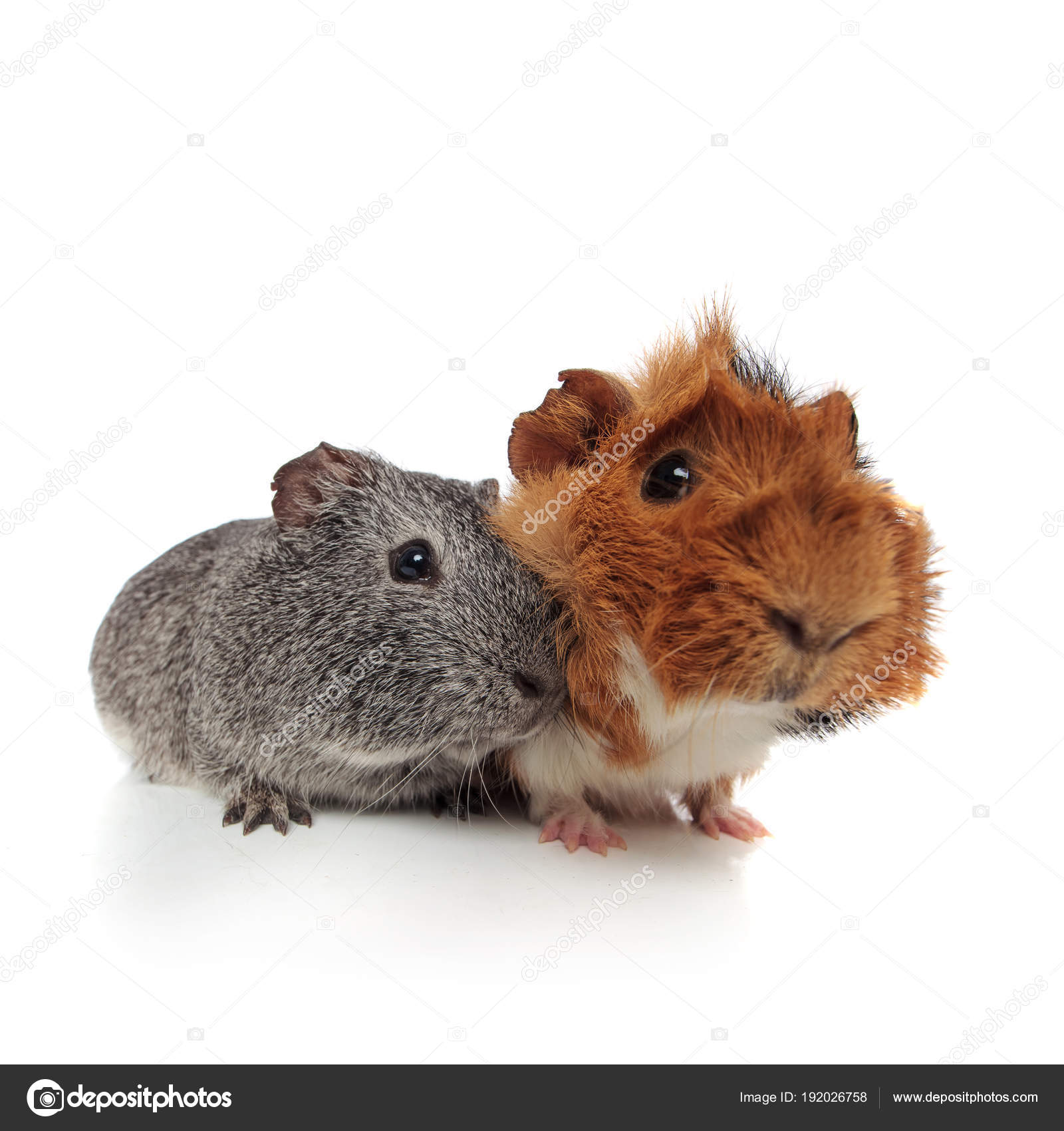 Deux mignons cobaye poilu assis — Photo de stock par ©feedough - 192026758