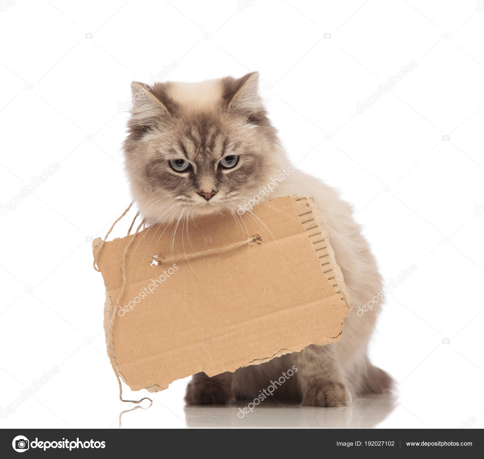 Cute beggar grey cat wears a carton sign Stock Photo by ©feedough 192027102