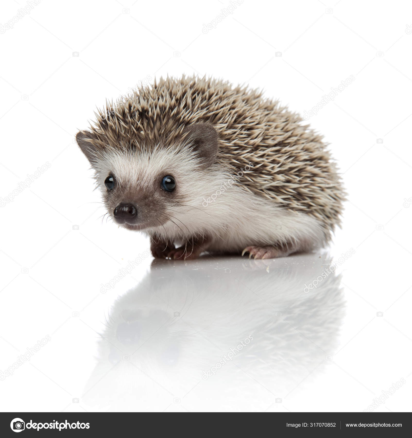 Cute african hedgehog sitting on white background Stock Photo by ...