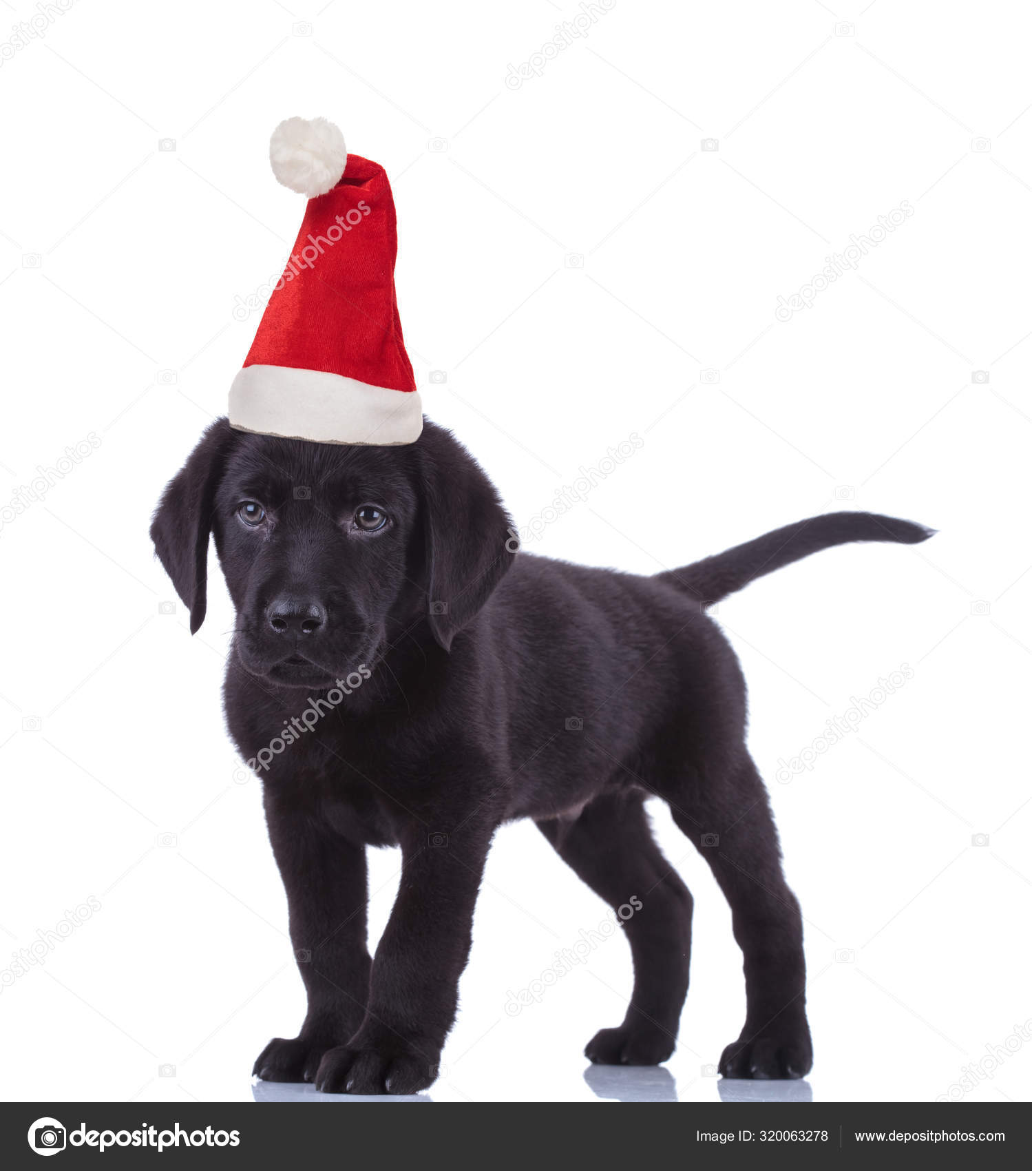 Merry Christmas Black Lab
