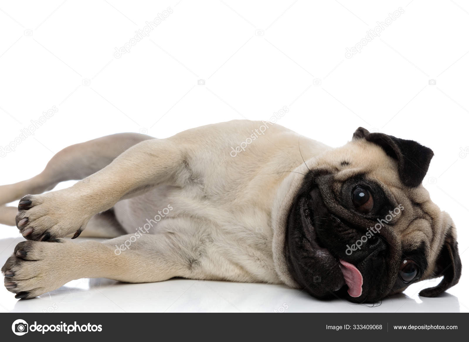 Adorable pug panting and laying down on a side Stock Photo by ©feedough ...