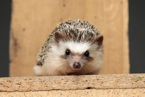 Somali Hedgehog