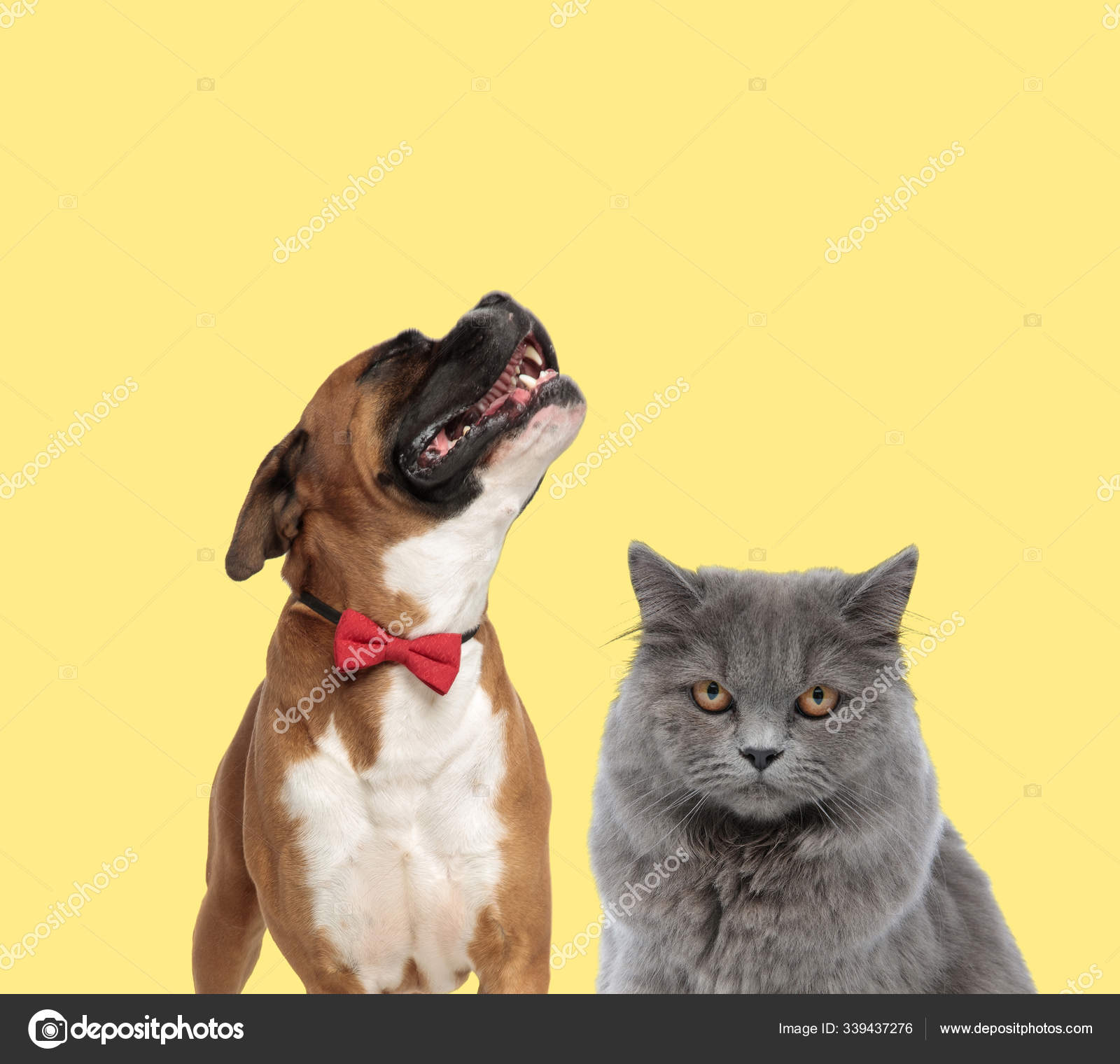 Do Dogs Howl When In Pain