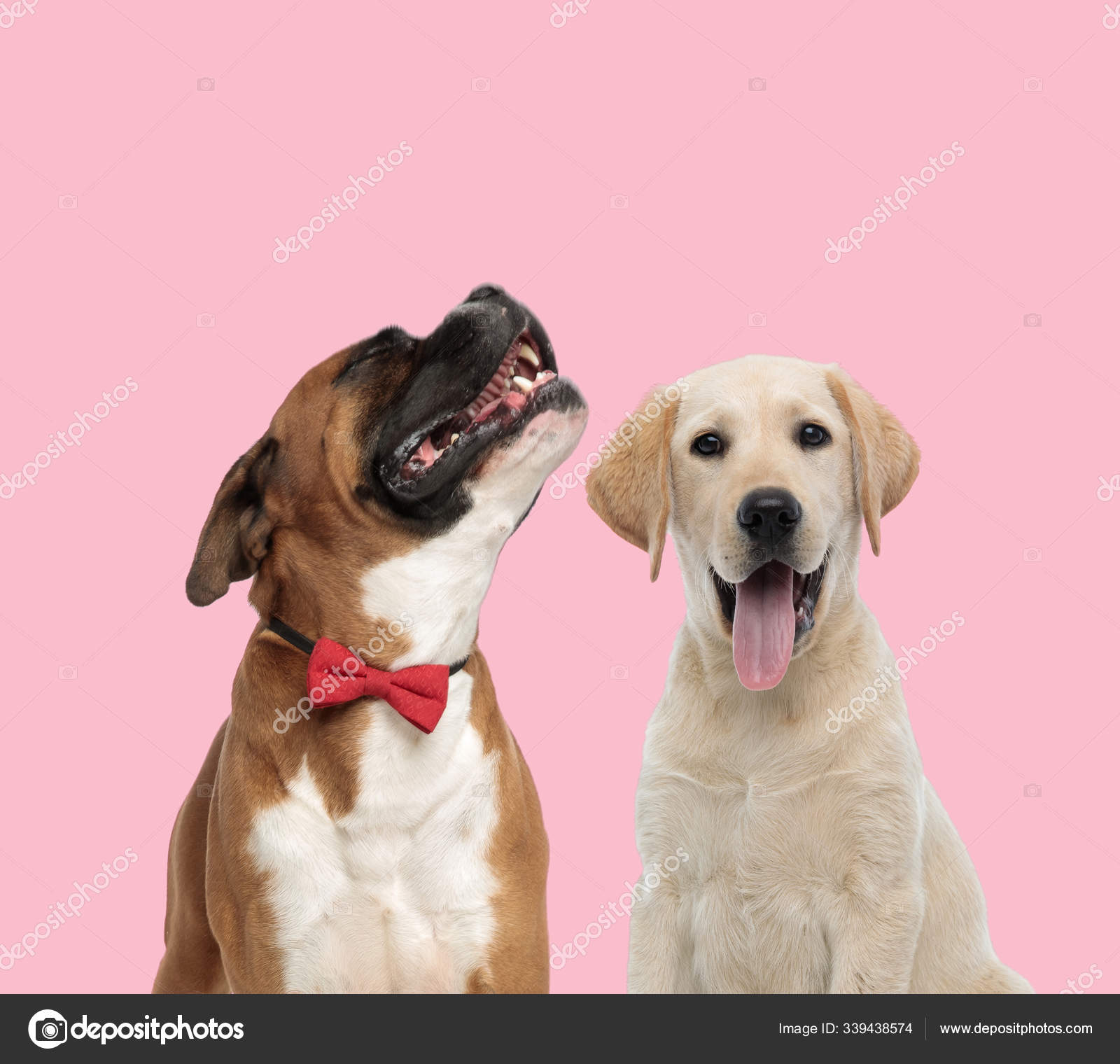 Do Boxers And Labradors Get Along