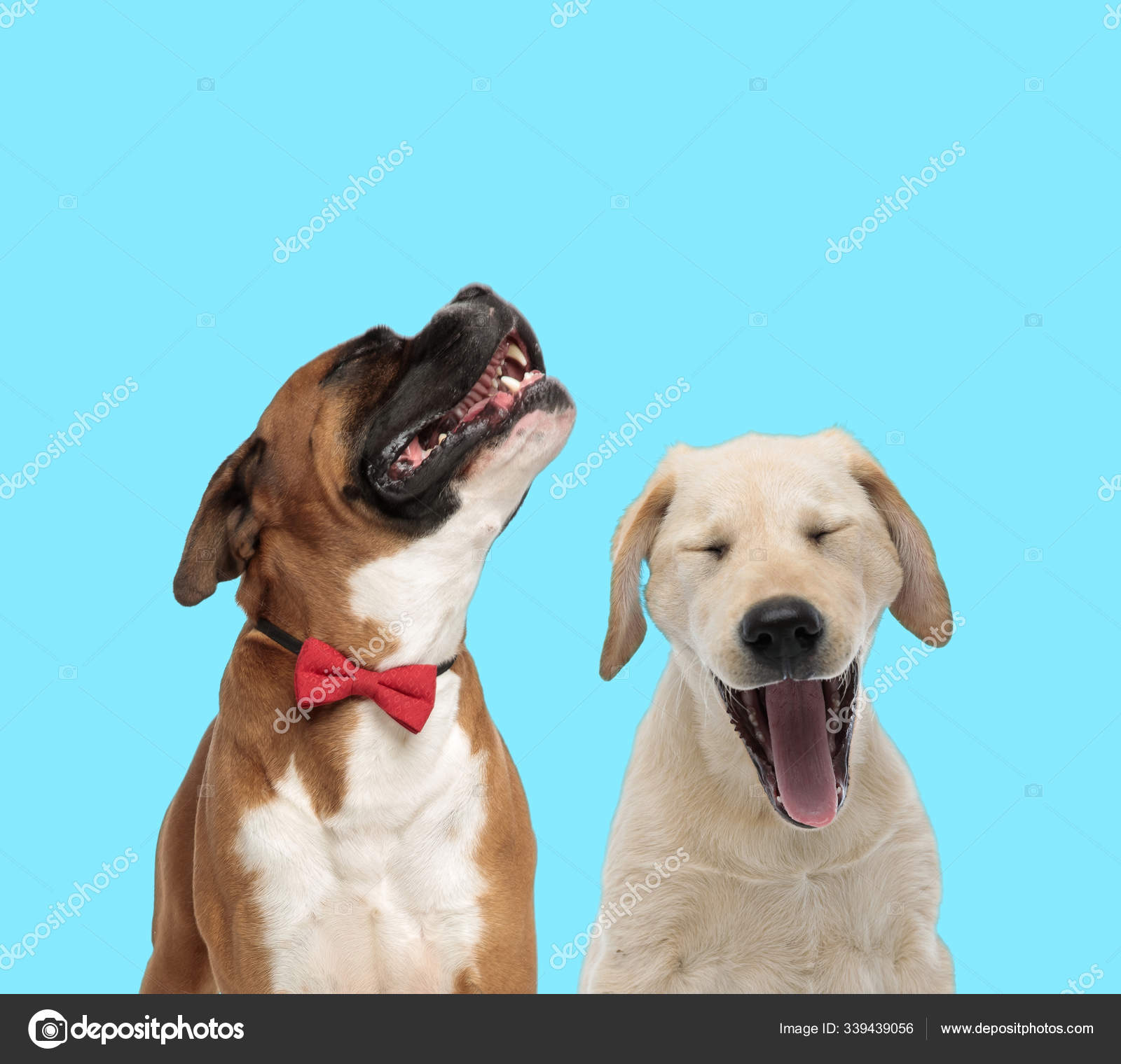 Happy Boxer wearing bowtie and screaming Labrador Retriever — Stock ...