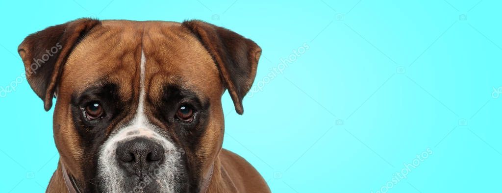 Boxer dog face Stock Photos, Royalty Free Boxer dog face Images ...