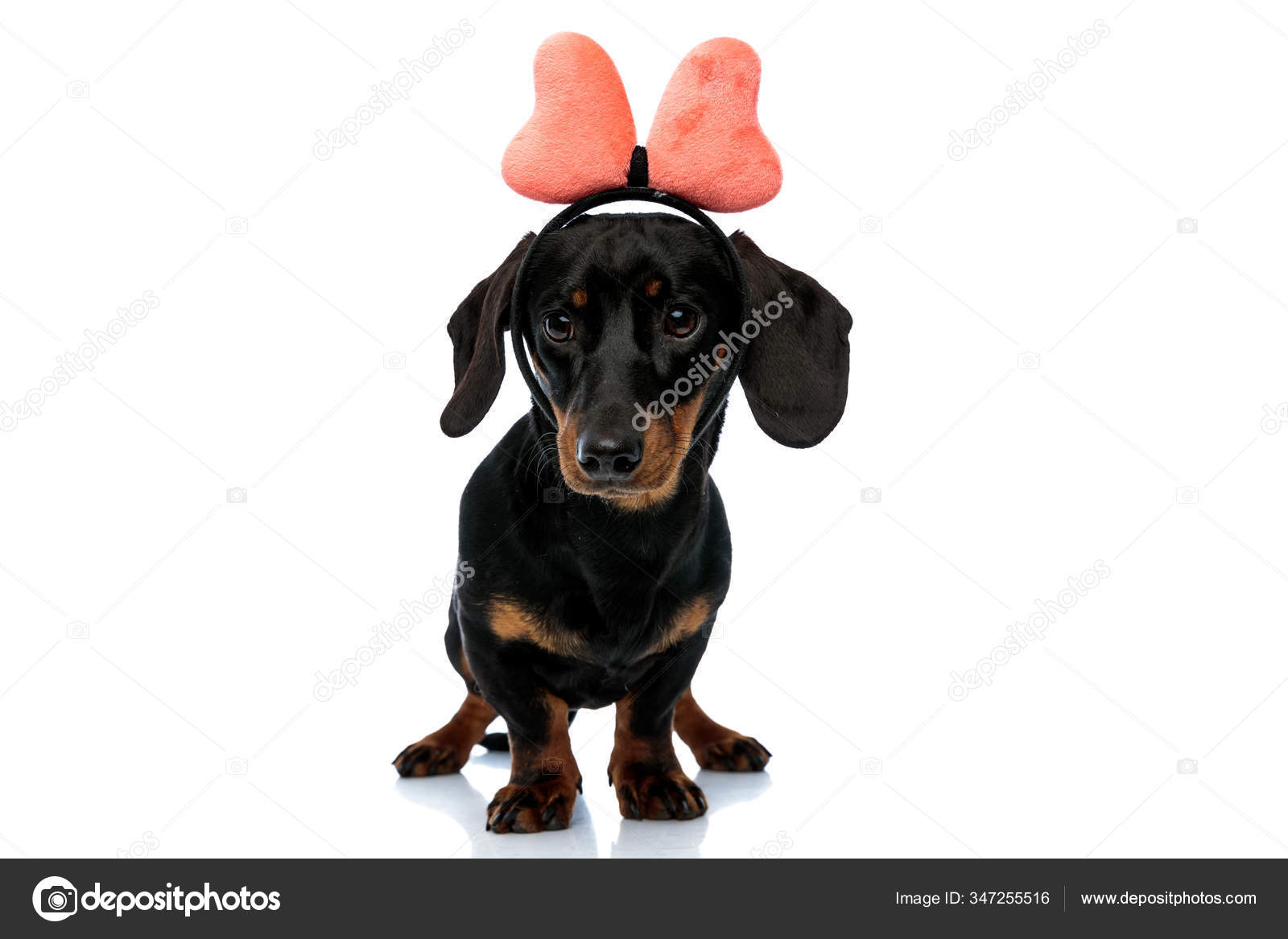 Cute Teckel Puppy Wearing Bow Headband Looking Forward Standing White ...