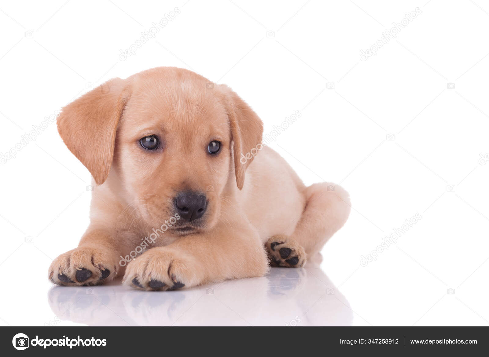 Adorable Labrador Retriever Laying Looking Side Isolated White ...