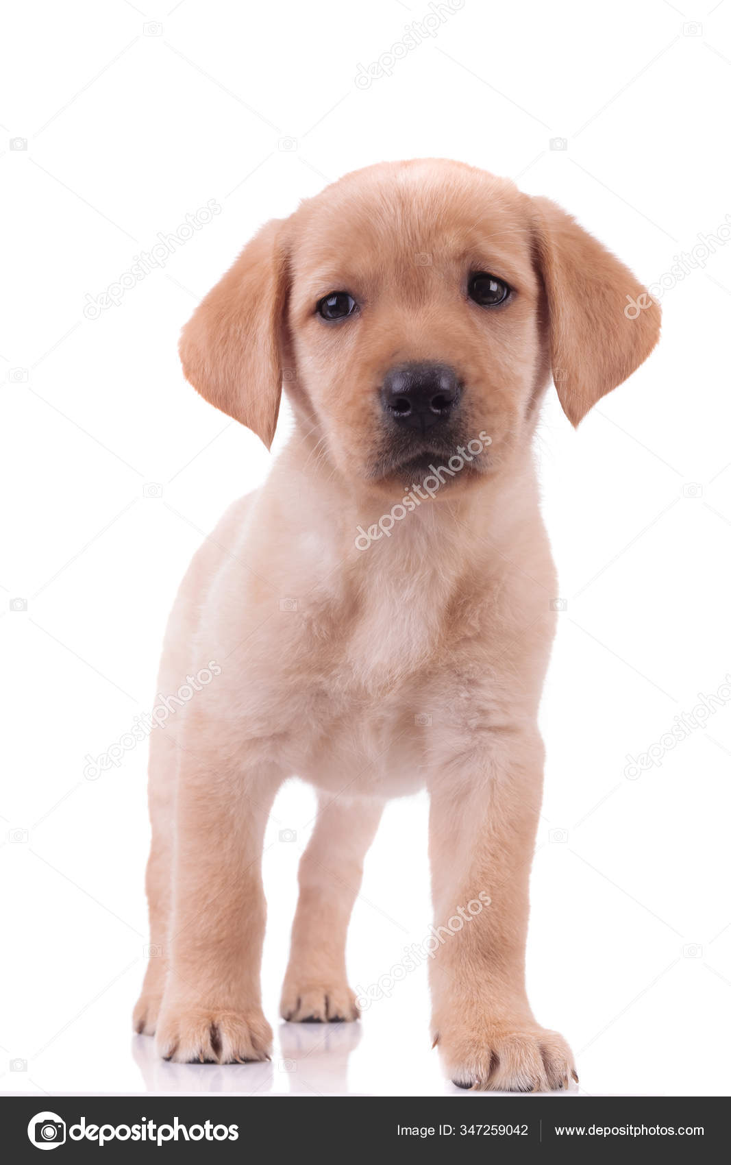 Lindo Labrador Retriever Mirando Lado Pie Aislado Sobre Fondo Blanco ...