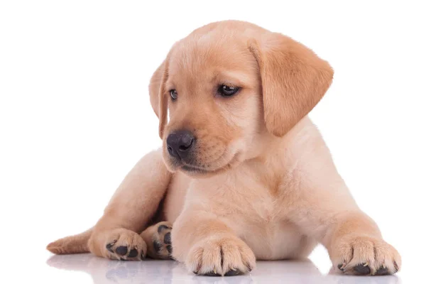 Cute Baby Chocolate Lab