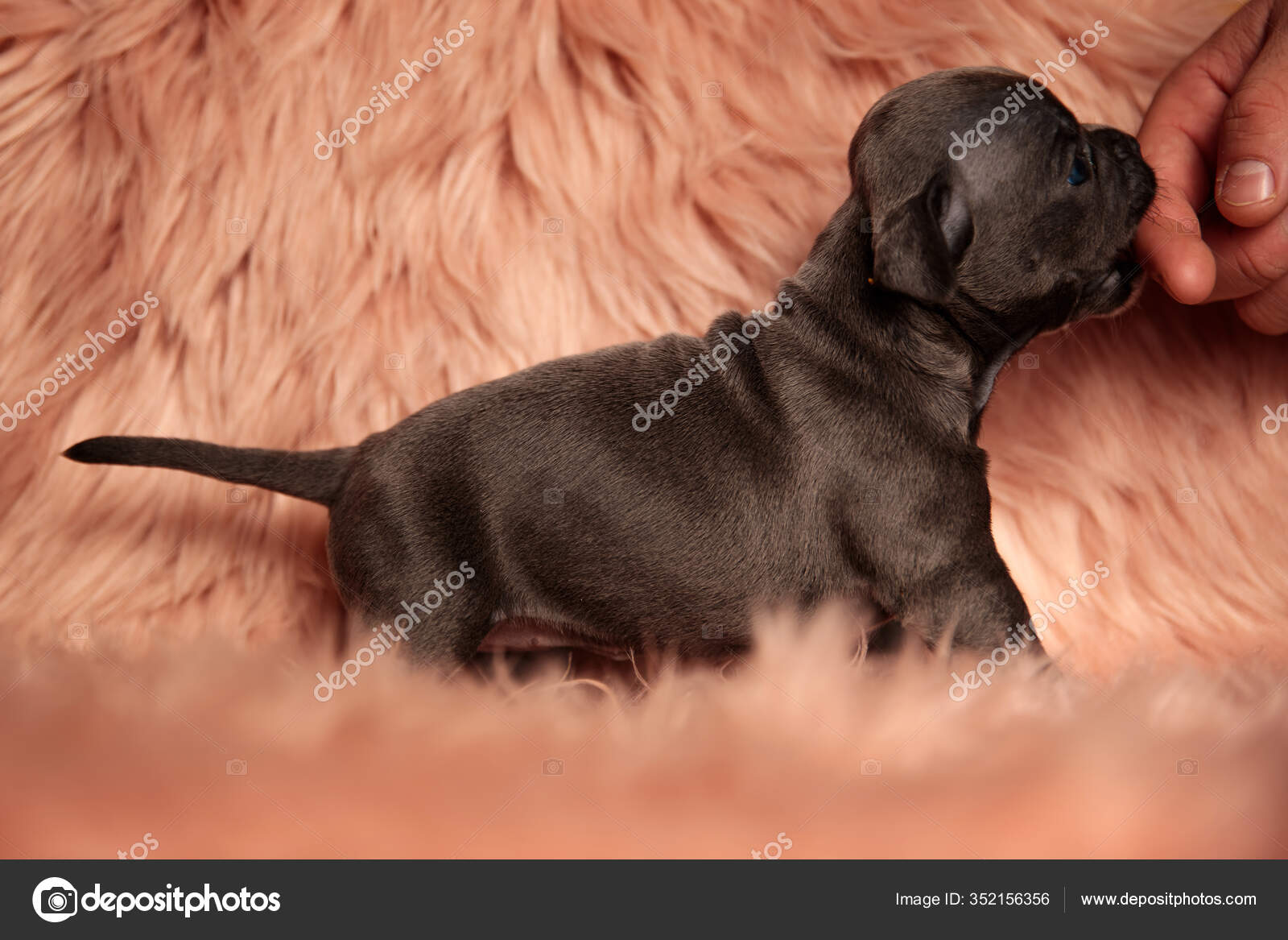 Cute American Bully Biting Finger Standing Pink Fur Background Stock ...