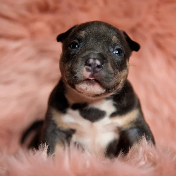 Side View Cute American Bully Sitting Pink Fur Background Stock Photo ...