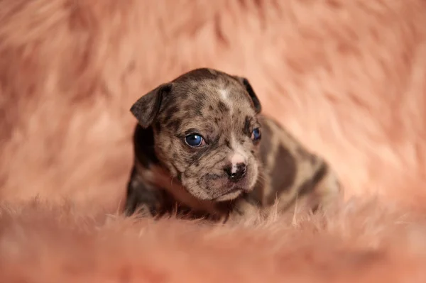 Side View Cute American Bully Sitting Pink Fur Background Stock Photo ...