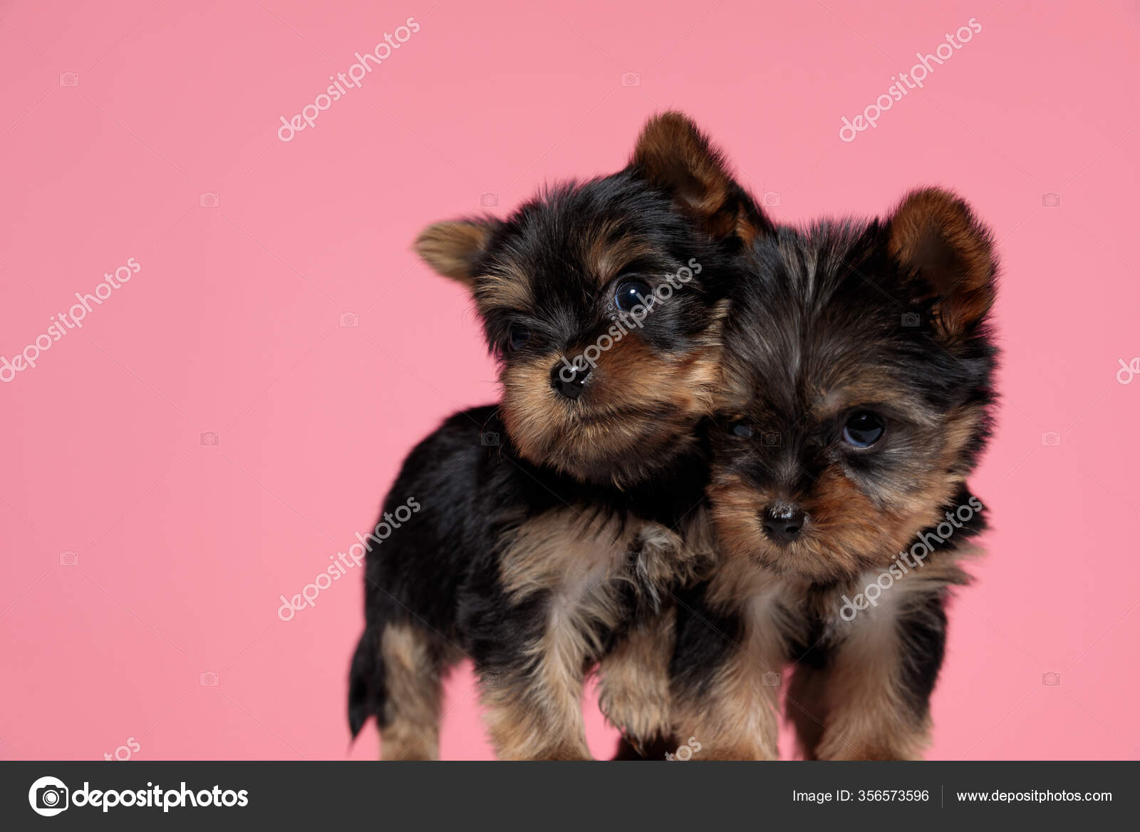 Adorable Couple Yorkshire Terrier Cuddling Looking Side Standing Pink ...