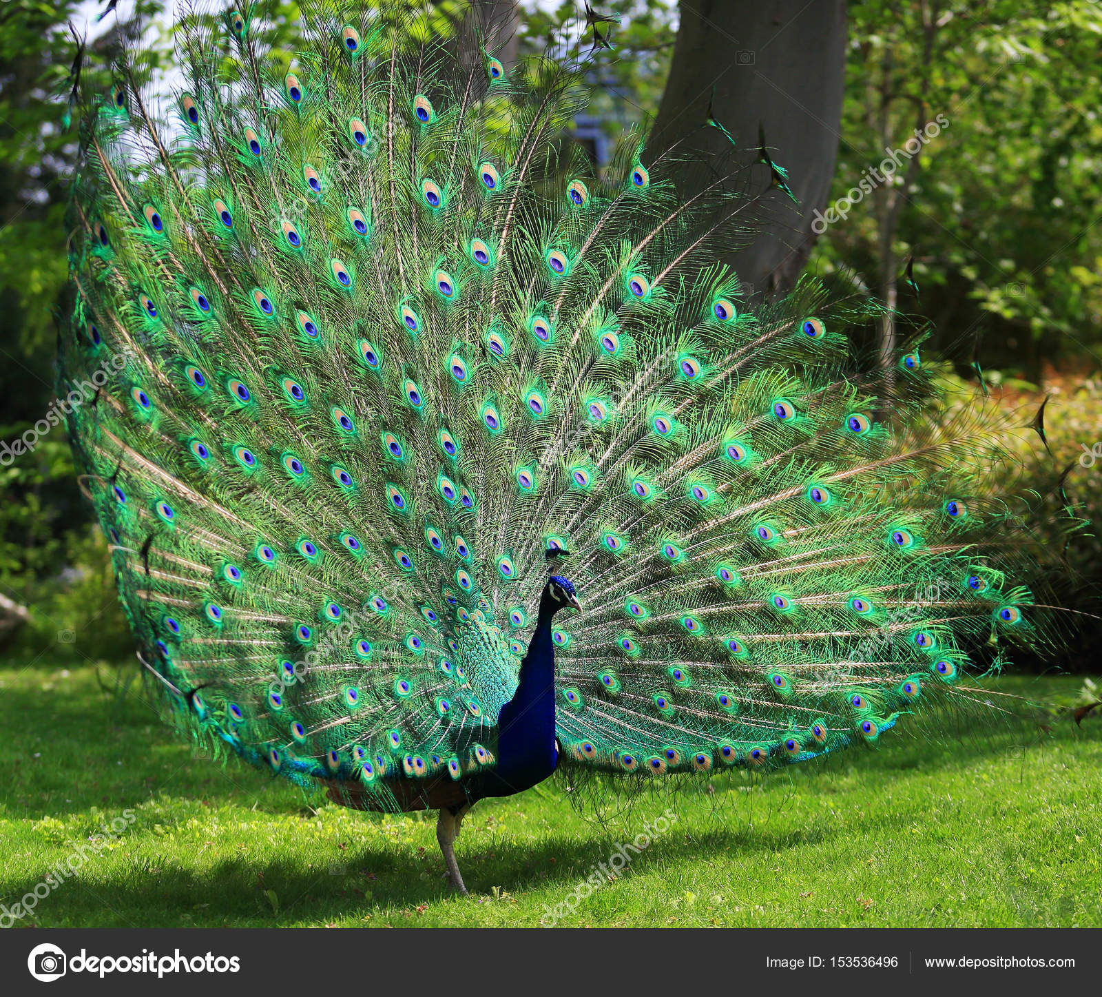 Peacock Tail Open
