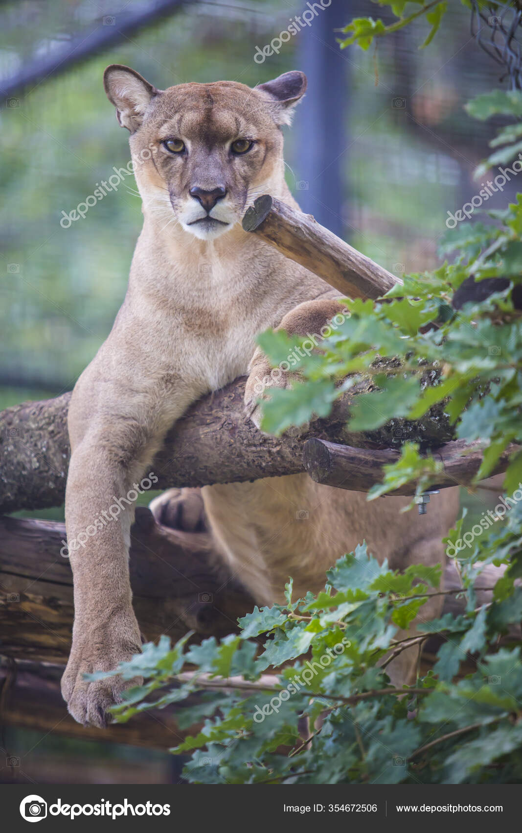 Cougar Animal Relax Tree — Stock Photo © joruba75 #354672506