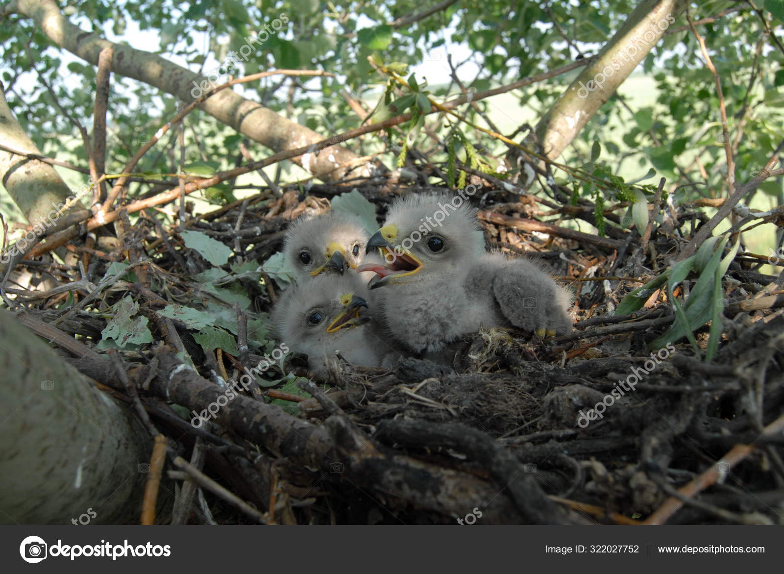 Babyhawk Bird On Branch