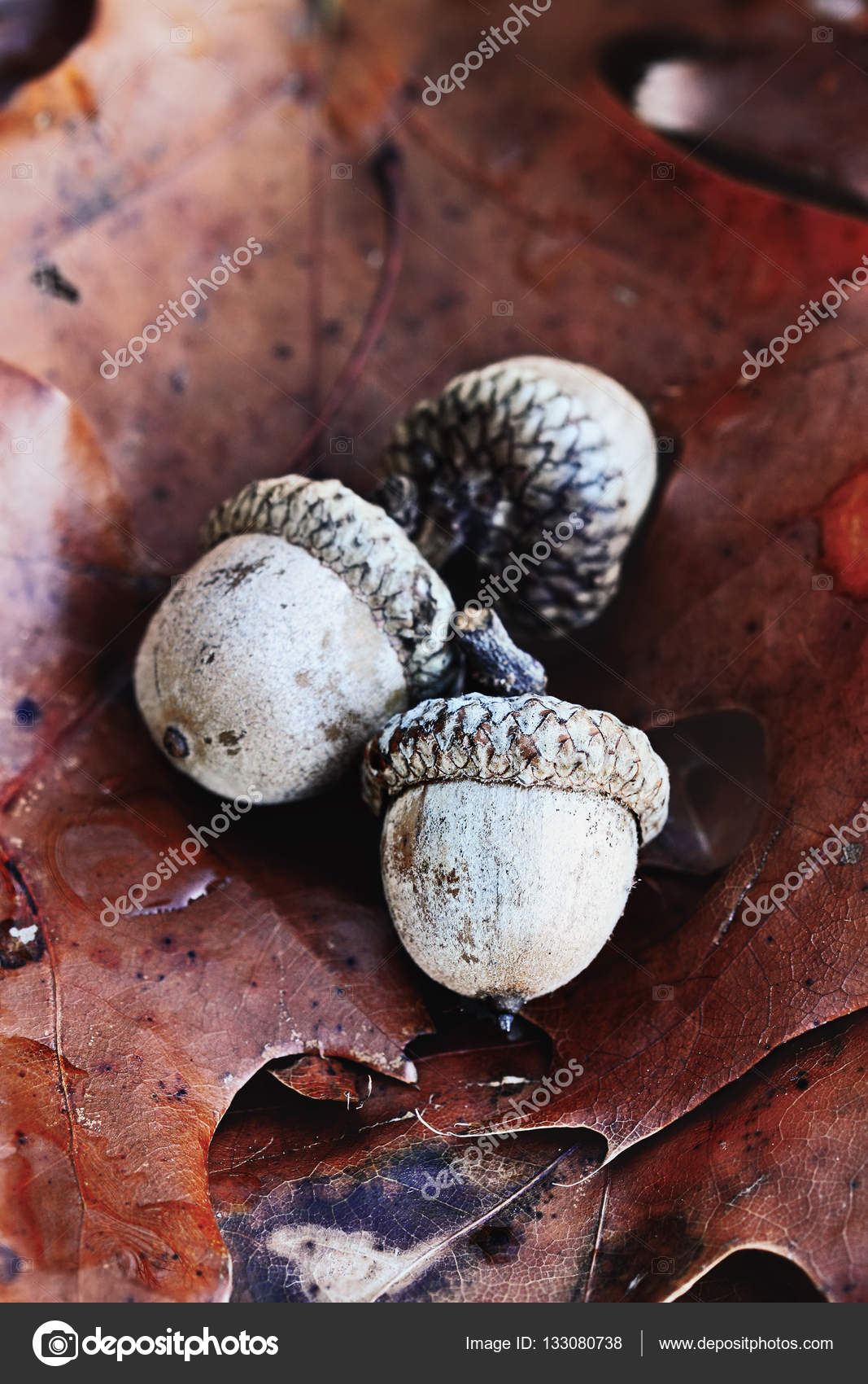 Acorns and Autumn Oak Leaves — Stock Photo © StephanieFrey #133080738