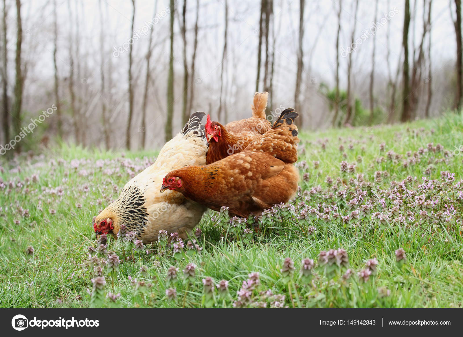 Free range organic chickens in springtime Stock Photo by ©StephanieFrey ...