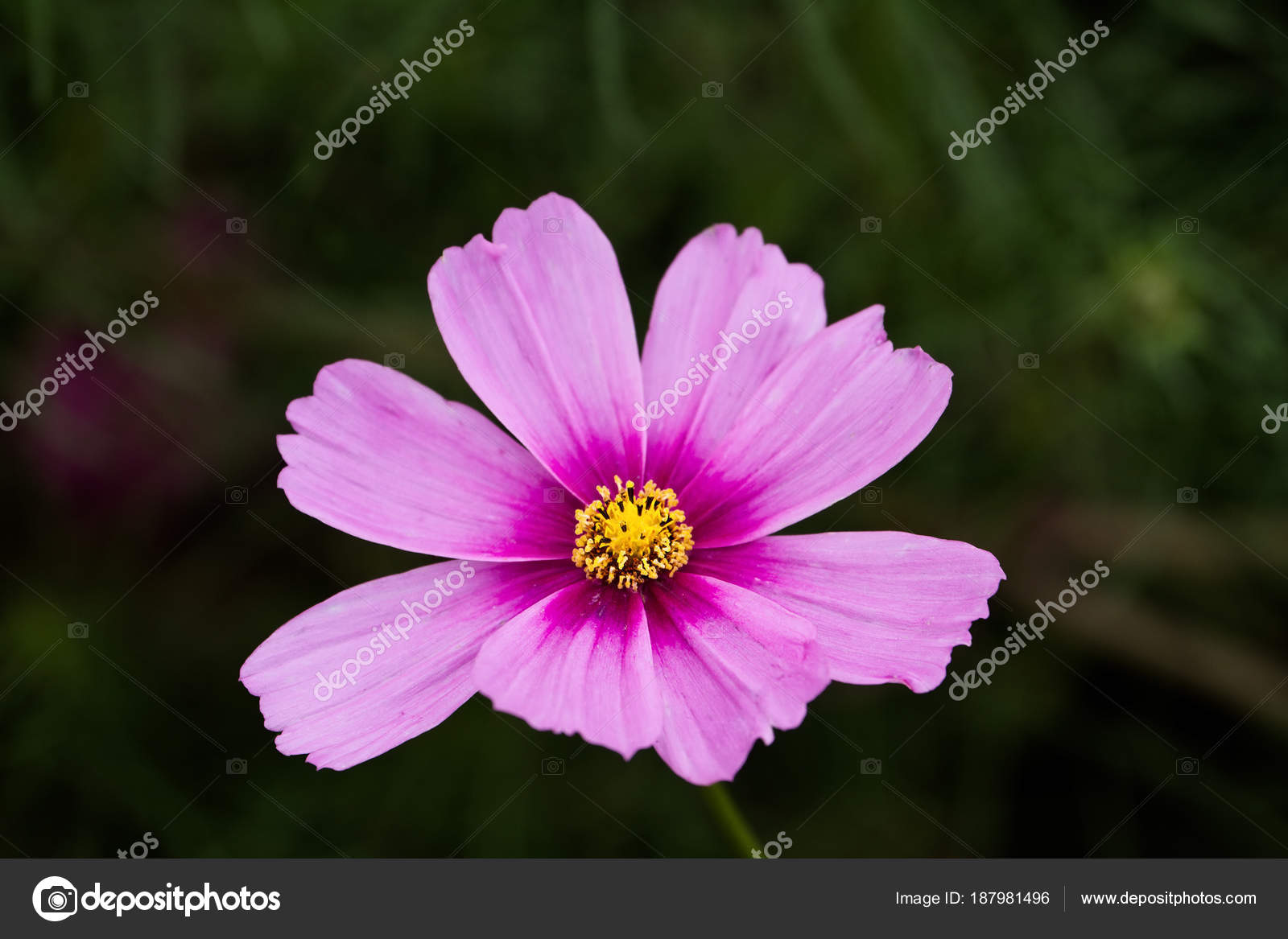 Cosmo Flower — Stock Photo © StephanieFrey #187981496